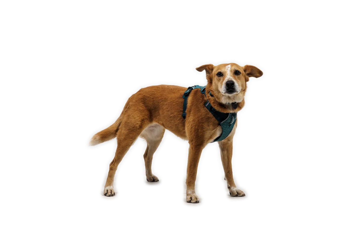 Ruffwear Front Range Flex Harness Rose Violet – Nekopia Pets